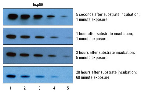 Pierce ECL Plus Western Blotting Substrate | Thermo Fisher Scientific - CN