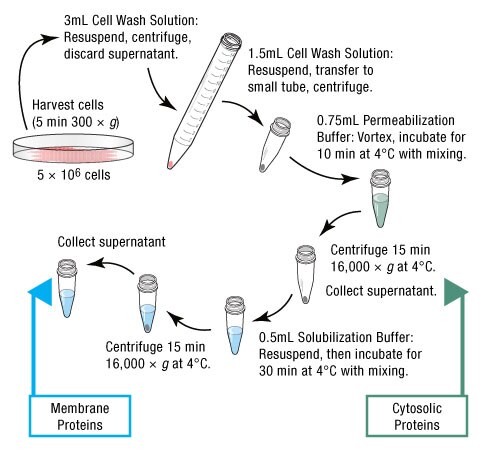 Efficient Mammalian Membrane Protein Extraction | Thermo Fisher ...