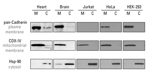 Efficient Mammalian Membrane Protein Extraction | Thermo Fisher ...