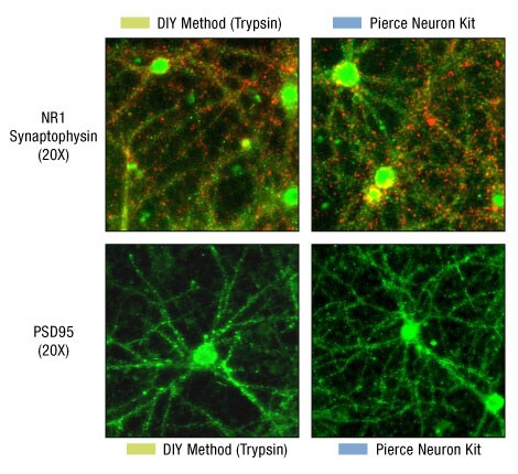 An Efficient Method for the Isolation of Highly Functional Primary ...