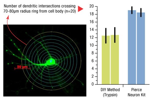 An Efficient Method for the Isolation of Highly Functional Primary ...