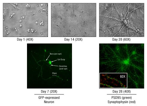 An Efficient Method for the Isolation of Highly Functional Primary ...