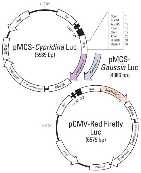 Highly-Sensitive Multiplex Luciferase Reporter Assays | Thermo Fisher ...