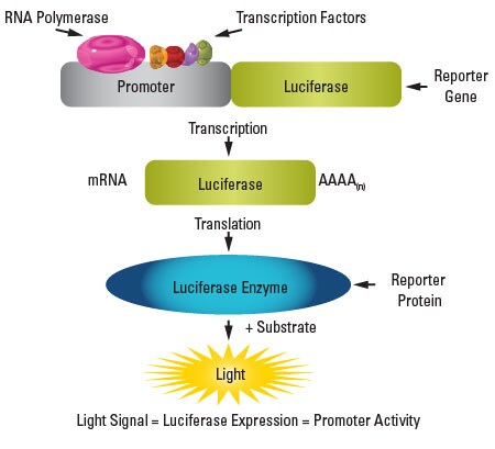 Luciferase Assays and BioTek Synergy Microplate Reader | Thermo Fisher ...