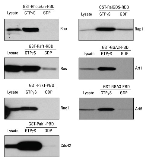 Measure Small GTPase Activation | Thermo Fisher Scientific - CN