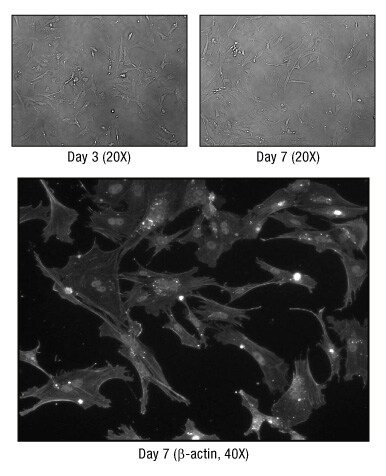 An Improved Method for Highly Efficient Isolation of Primary Mouse ...