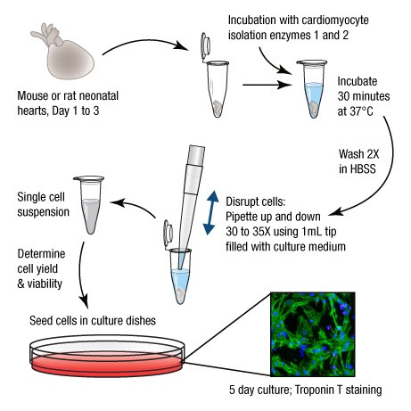 One-Hour Procedure to Isolate Primary Cardiomyocytes from Neonatal ...
