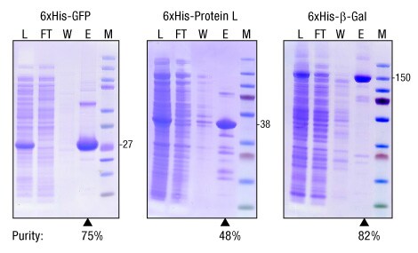 Performance Characterization of HisPur Nickel Superflow Agarose ...