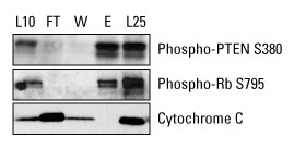 Phosphoprotein Enrichment from Cell and Tissue Samples | Thermo Fisher ...