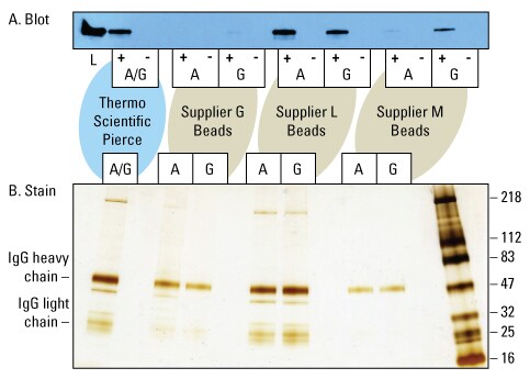 Protein A/G Magnetic Beads | Thermo Fisher Scientific - CN
