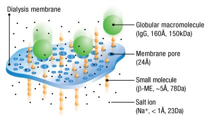 Separation Characteristics of Dialysis Membranes | Thermo Fisher Scientific - CN