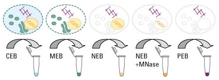 Subcellular Protein Fractionation | Thermo Fisher Scientific - CN