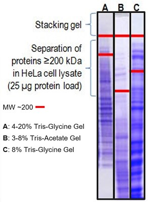 Successful Transfer High Molecular Weight Proteins during Western ...