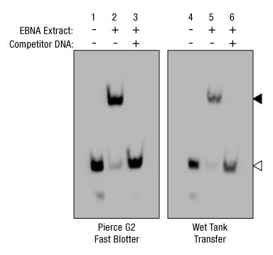 Transfer EMSA Gels Using the Pierce G2 Fast Blotter | Thermo Fisher ...