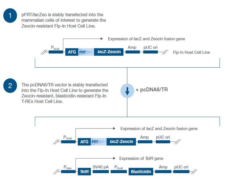 Mammalian Cell–Based Protein Expression — Protein Expression Handbook ...