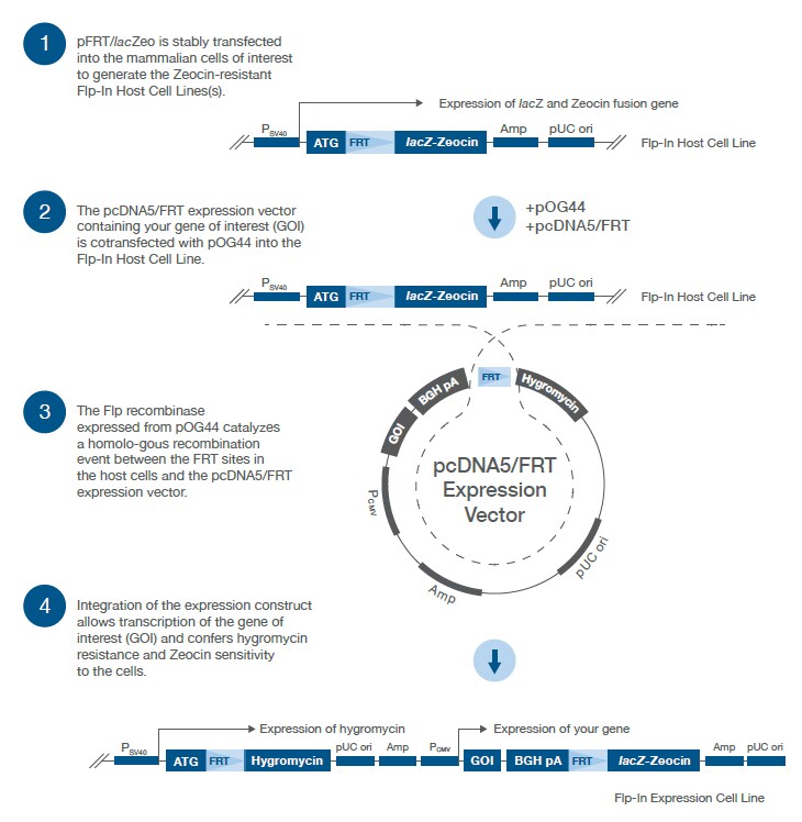 Mammalian Cell–Based Protein Expression — Protein Expression Handbook ...