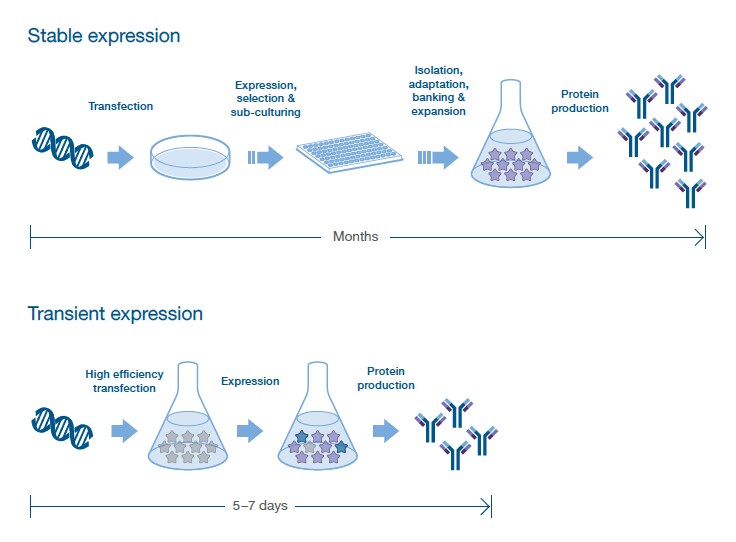 Mammalian Cell–Based Protein Expression — Protein Expression Handbook ...