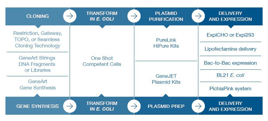 Protein Expression Overview — Protein Expression Handbook | Thermo ...