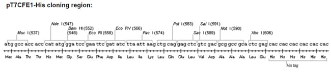 Thermo Scientific 一步法 IVT 系统使用入门 | Thermo Fisher Scientific - CN