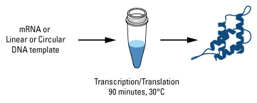 一步法IVT体外转录系统-体外翻译-赛默飞 | Thermo Fisher Scientific - CN