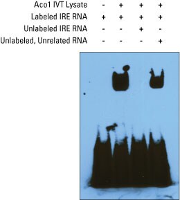 一步法IVT体外转录系统-体外翻译-赛默飞 | Thermo Fisher Scientific - CN