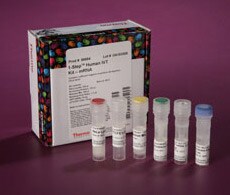 一步法IVT体外转录系统-体外翻译-赛默飞 | Thermo Fisher Scientific - CN