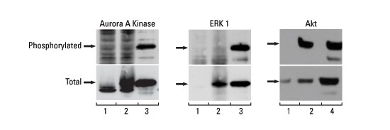 Thermo Scientific 一步法IVT系统概述 | Thermo Fisher Scientific - CN