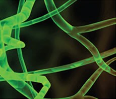 Bac-to-Bac 杆状病毒表达系统 | Thermo Fisher Scientific - CN