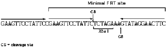 基因表达载体-Flp-In™系统-赛默飞 | Thermo Fisher Scientific - CN