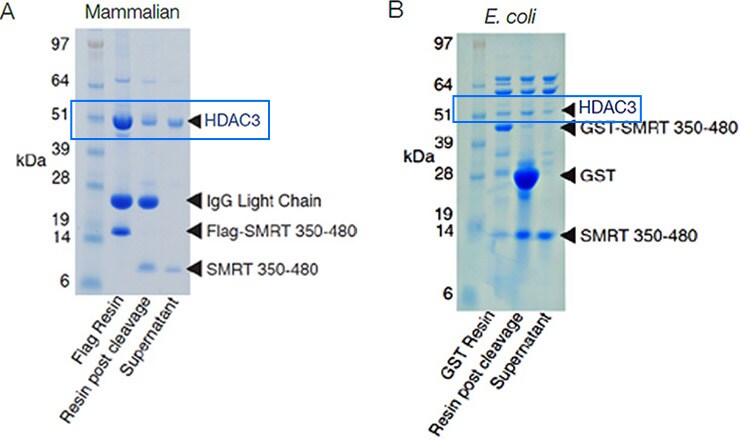 适用于结构生物学应用的 Expi293 表达系统 | Thermo Fisher Scientific - CN