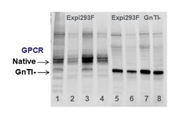 Expi293 表达系统 | Thermo Fisher Scientific - CN