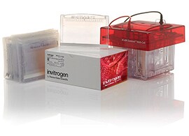 NuPAGE Tris-乙酸预制胶 | 赛默飞 | Thermo Fisher Scientific - CN