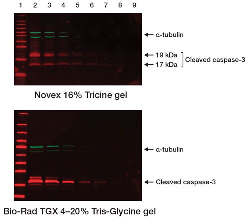 Tricine Protein Gels | Thermo Fisher Scientific - CN