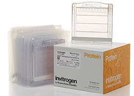 Zymogram Gels | Thermo Fisher Scientific - CN