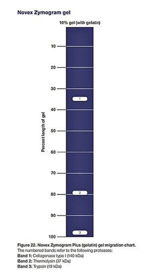 Zymogram Gels | Thermo Fisher Scientific - CN