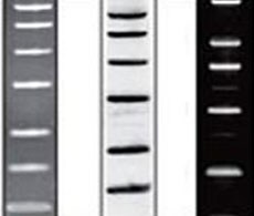 [REDIRECT] Specialty Protein Ladders | Thermo Fisher Scientific - CN