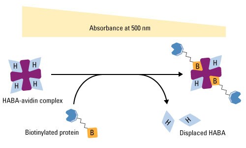 HABA 计算器 | Thermo Fisher Scientific - CN