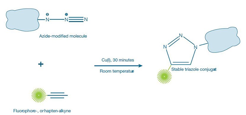 Protein Labeling Reagents | Thermo Fisher Scientific - CN