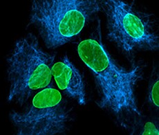 DyLight Technology and Product Guide | Thermo Fisher Scientific - CN