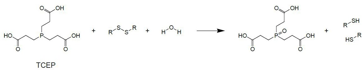 Protein Denaturing and Reducing Agents | Thermo Fisher Scientific - CN