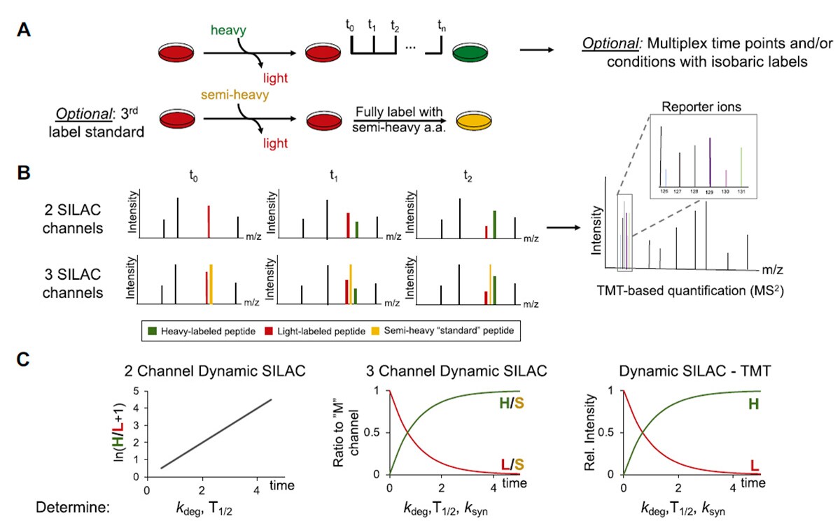 SILAC 代谢标记系统 | Thermo Fisher Scientific - CN