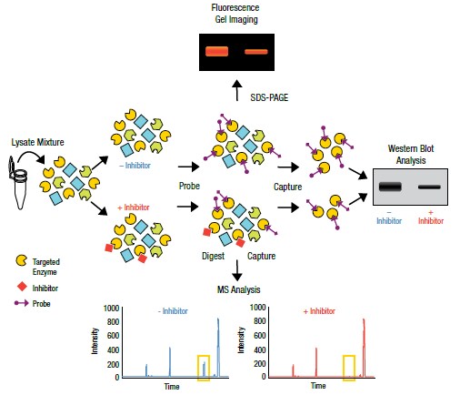 Protein Enrichment and Clean Up for Mass Spectrometry | Thermo Fisher ...