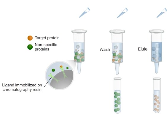 5 Steps to Protein Isolation and Purification | Thermo Fisher ...