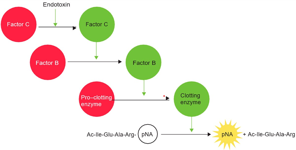 内毒素检测方法概述 | Thermo Fisher Scientific - CN