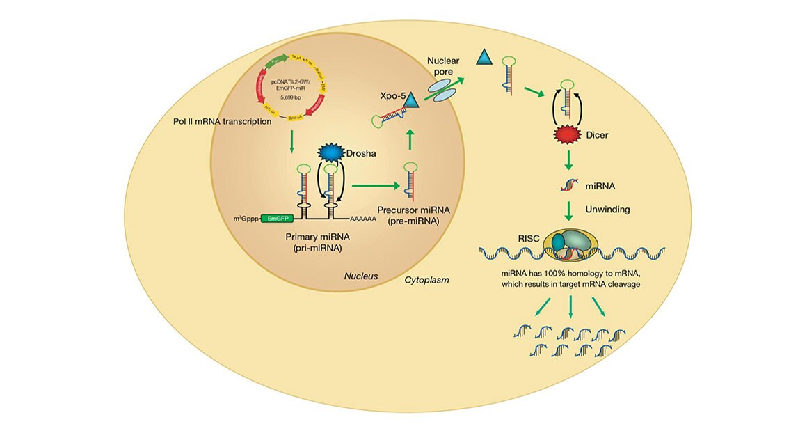 Pol II miR RNAi 载体 | Thermo Fisher Scientific - CN