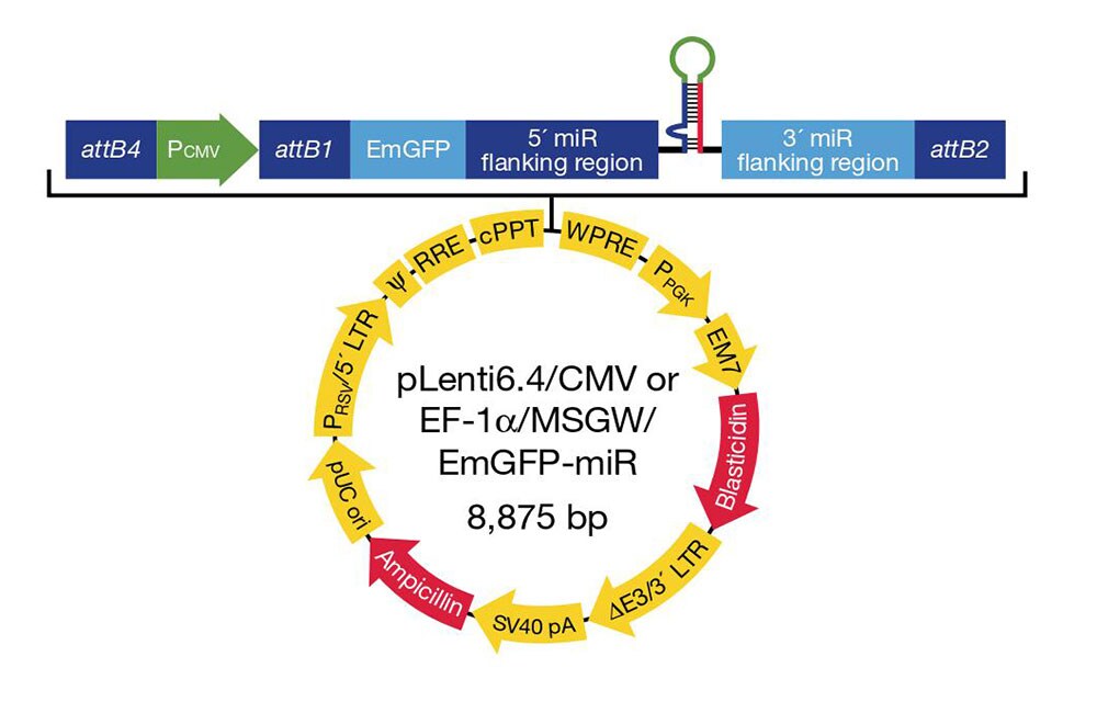 Pol II miR RNAi 载体 | Thermo Fisher Scientific - CN