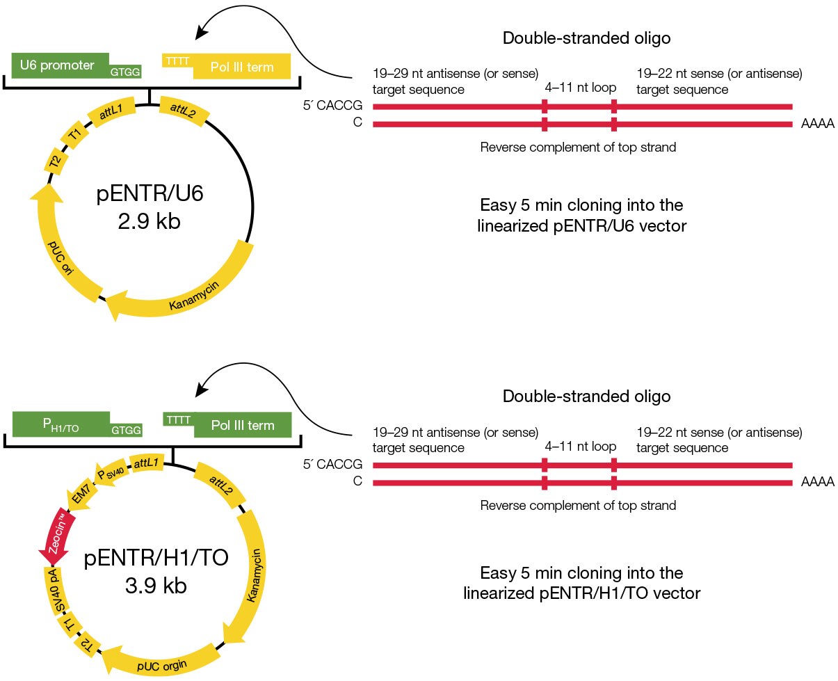 shRNA Vectors | Thermo Fisher Scientific - CN