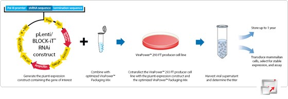 Lentiviral shRNA and miRNA analysis | Thermo Fisher Scientific - CN