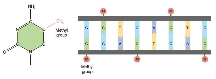 Methylation Analysis by Sequencing | Thermo Fisher Scientific - CN