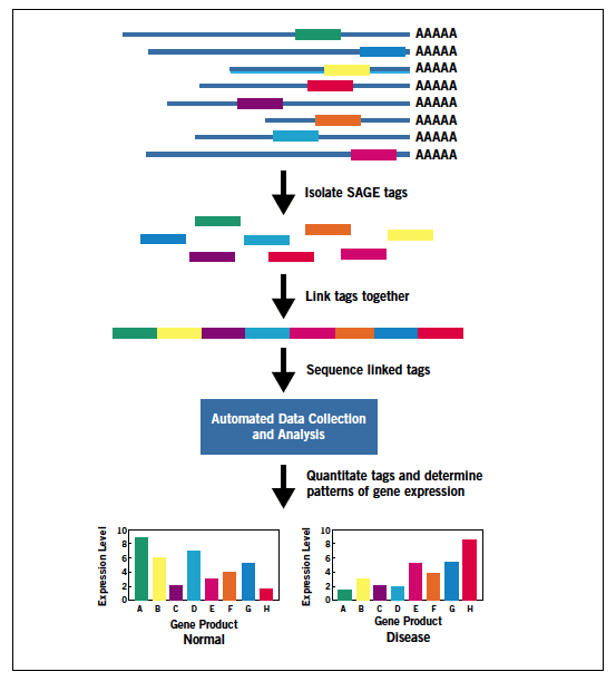 Sanger 测序法基因表达系列分析 (SAGE) | Thermo Fisher Scientific - CN